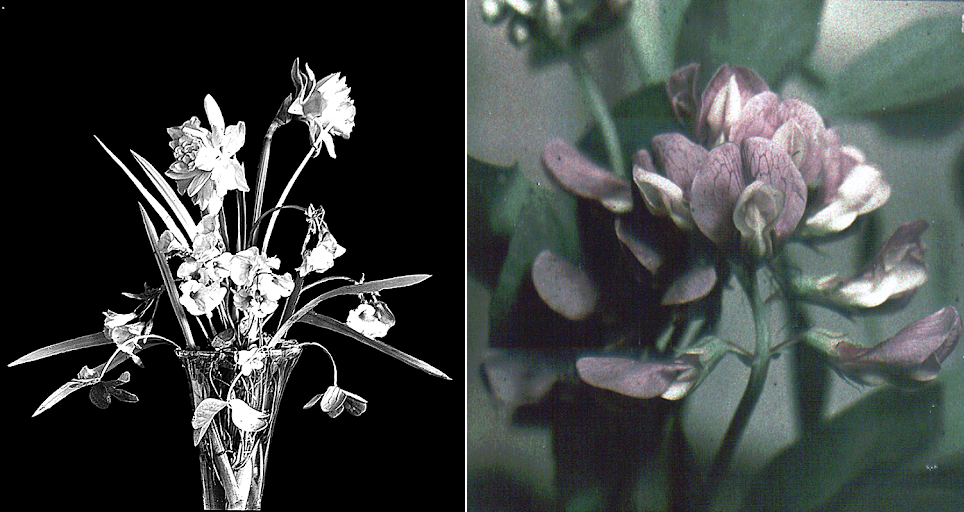 Herman Spooner’s Glass Plate Photographs of Greenery - Cape Ann Museum ...