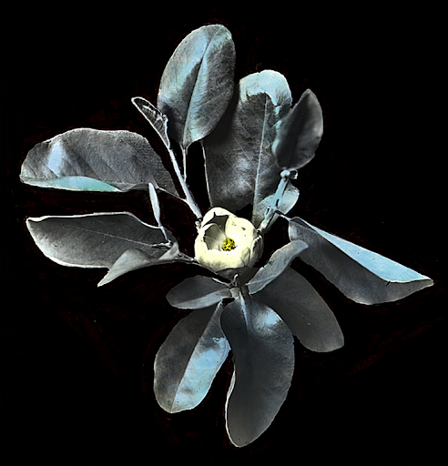 Herman Spooner’s Glass Plate Photographs of Greenery - Cape Ann Museum ...